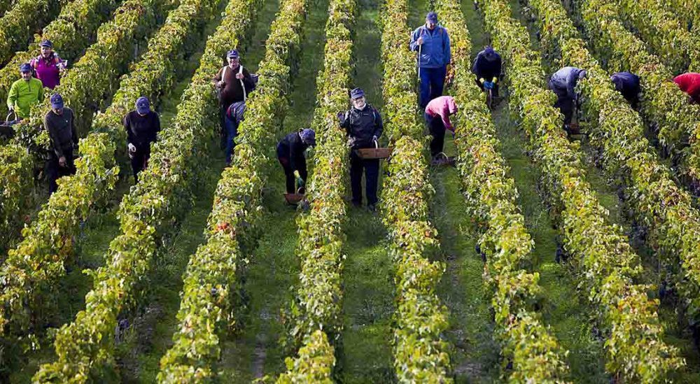 Raphael Reybier of Chateau Cos d’Estournel: “It’s easy to make good ...