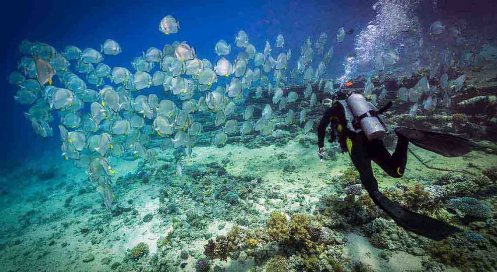 Best scuba diving spots in Asia: Como Maalifushi on the Thaa atoll in ...